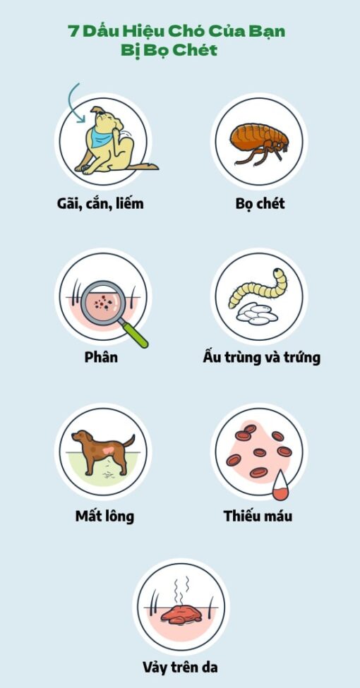 Cách nhận biết chó bị bọ chét - Phương pháp điều trị